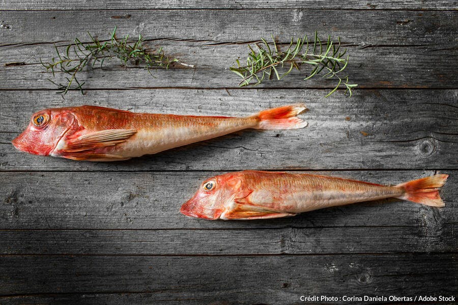 Le rouget grondin : conseils d'achat et recettes | Régal