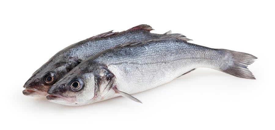 Le bar : conseils d'achat et de préparation - Régal