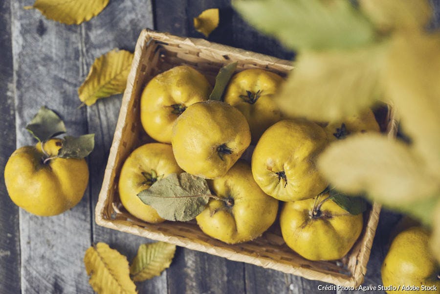 Le coing : conseils d'achat et idées de recettes | Régal