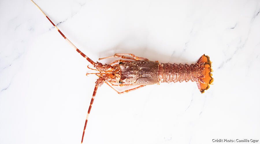 Comment cuisiner la langouste ? Variétés, conseils d'achat et recettes ...
