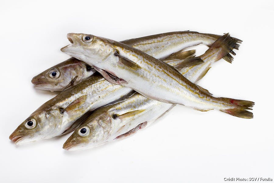 Le merlan : bon plan poisson - Régal